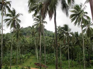 Stay at Jim’s Farm Villas in Matale, Sri Lanka | Ampersand Travel